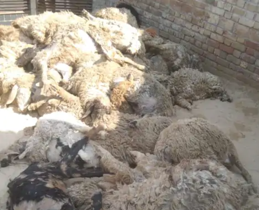 Abohar: Wild animal attack in sheep shed